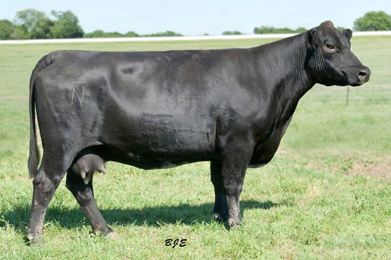 2010 Genetic Progress Sale